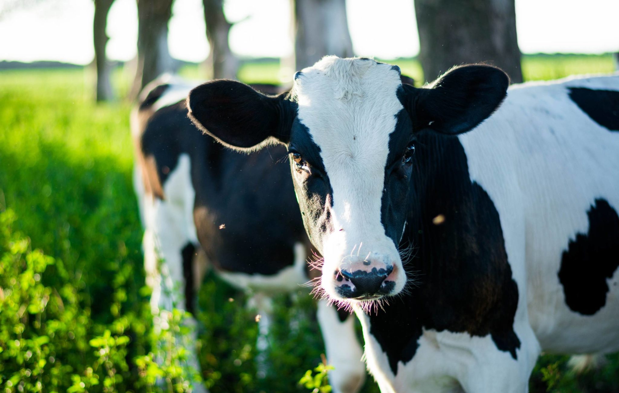 Home - Pharmanager Development